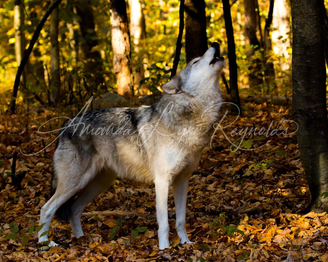 Timberwolf Howling Custom Canvas or Print - Etsy