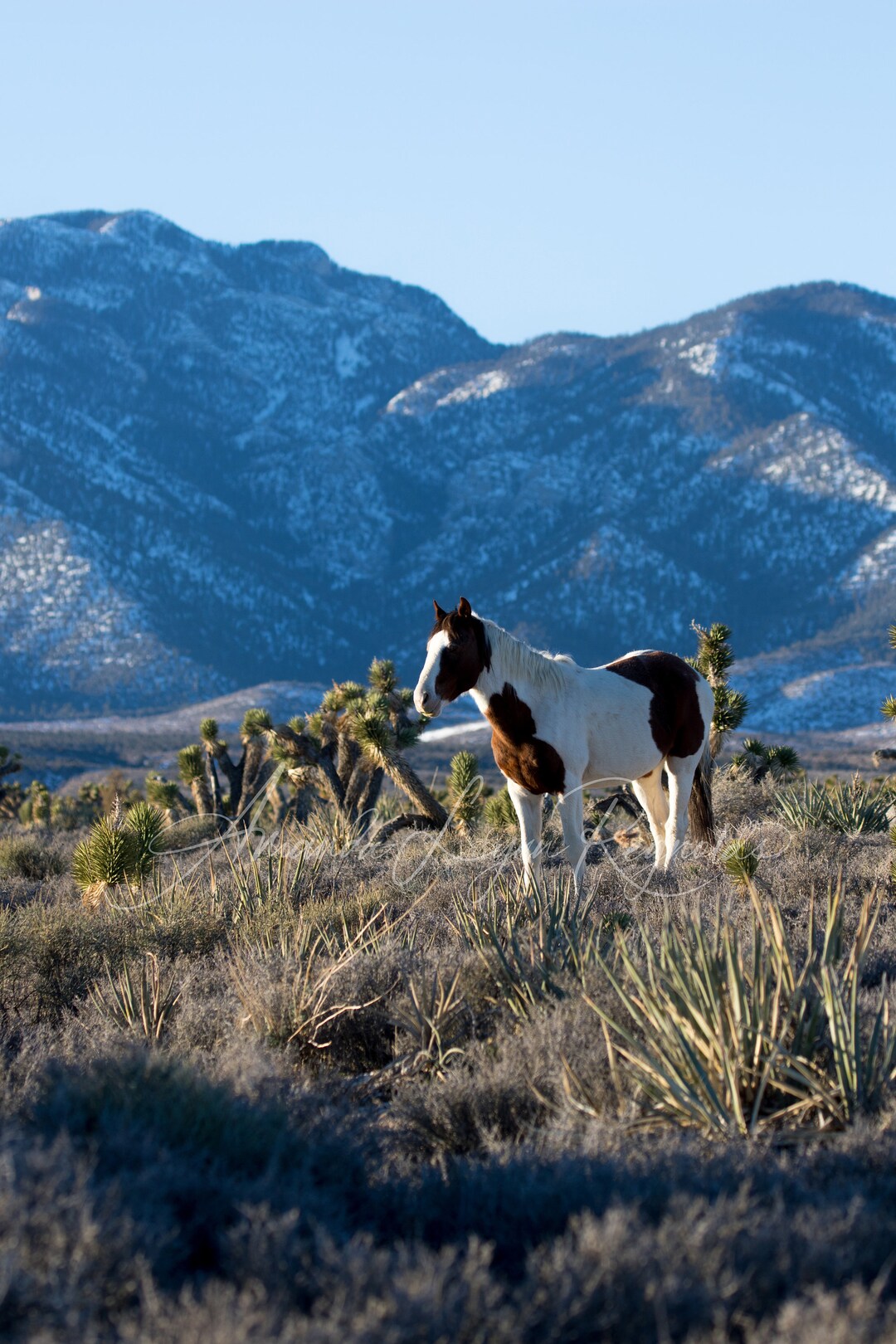Wild Mustang Paint and Mountains Custom Canvas or Print - Etsy