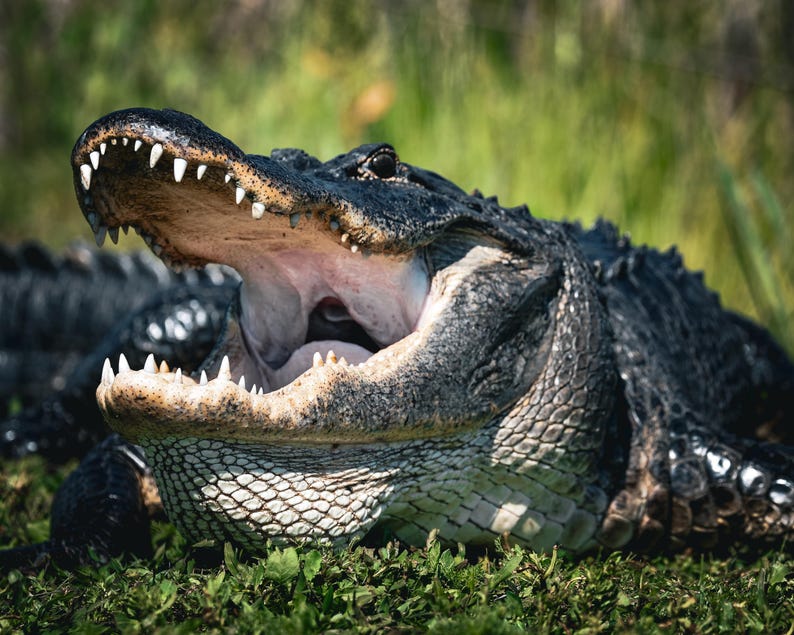 Florida Alligator - Etsy