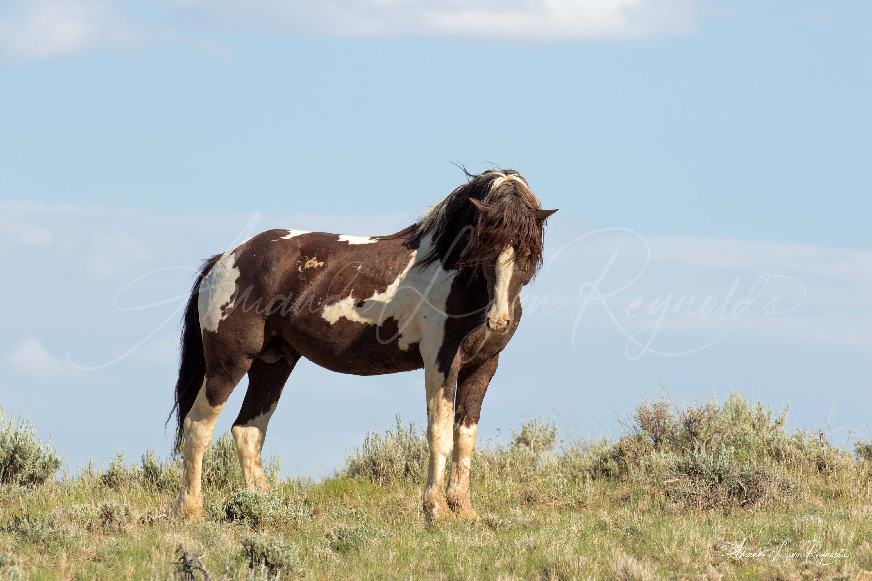 Wild Mustang Paint Stallion Custom Canvas or Print - Etsy