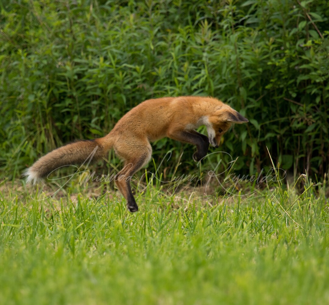 Red Fox Kit Jumping Custom Canvas or Print - Etsy