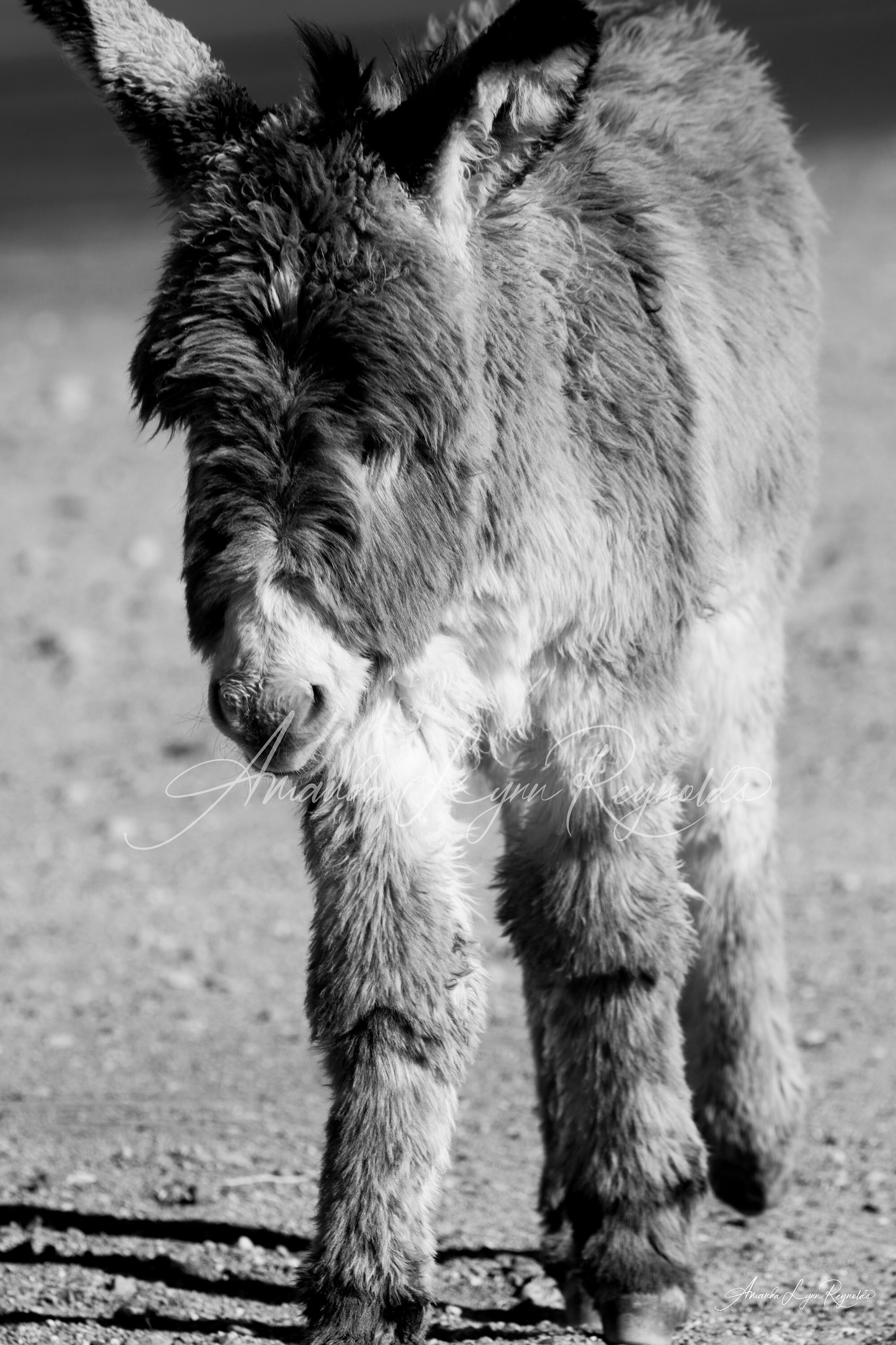 Wild Burro/donkey Custom Canvas or Print - Etsy