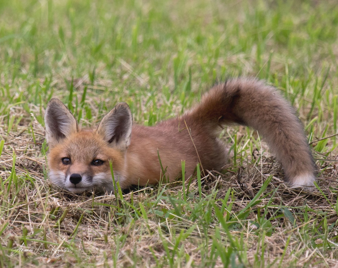 Red Fox Kit Laying - Etsy