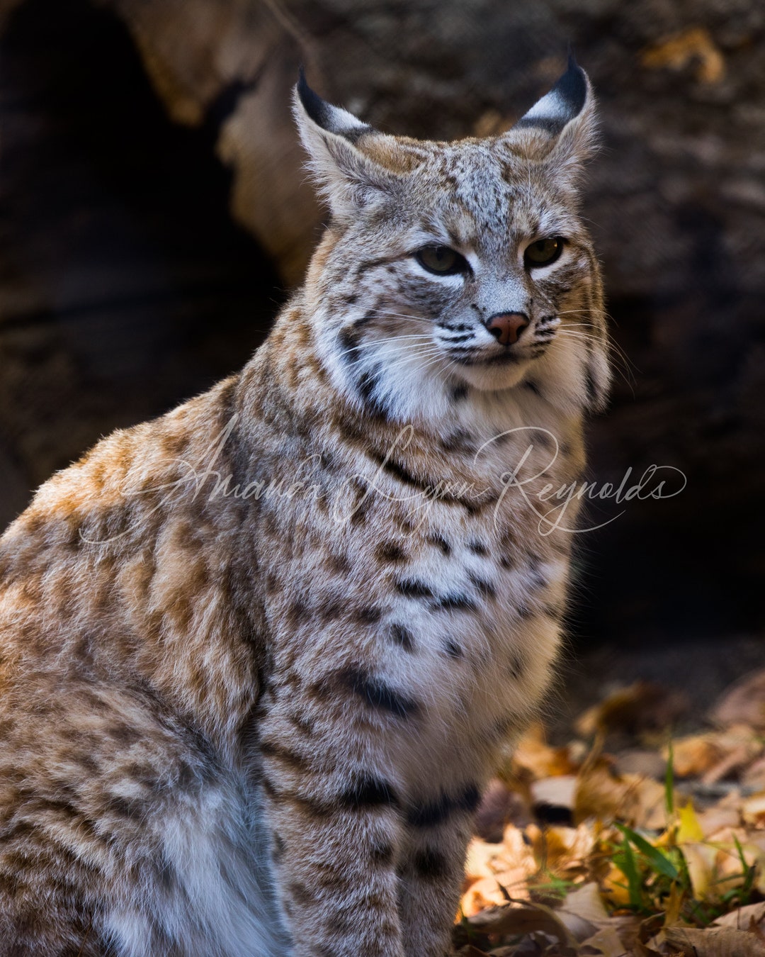Bobcat Custom Canvas or Print - Etsy