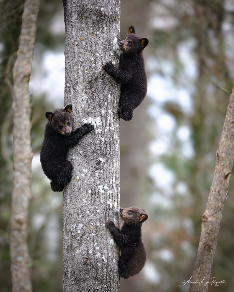 Three Baby Bears Custom Canvas or Print - Etsy