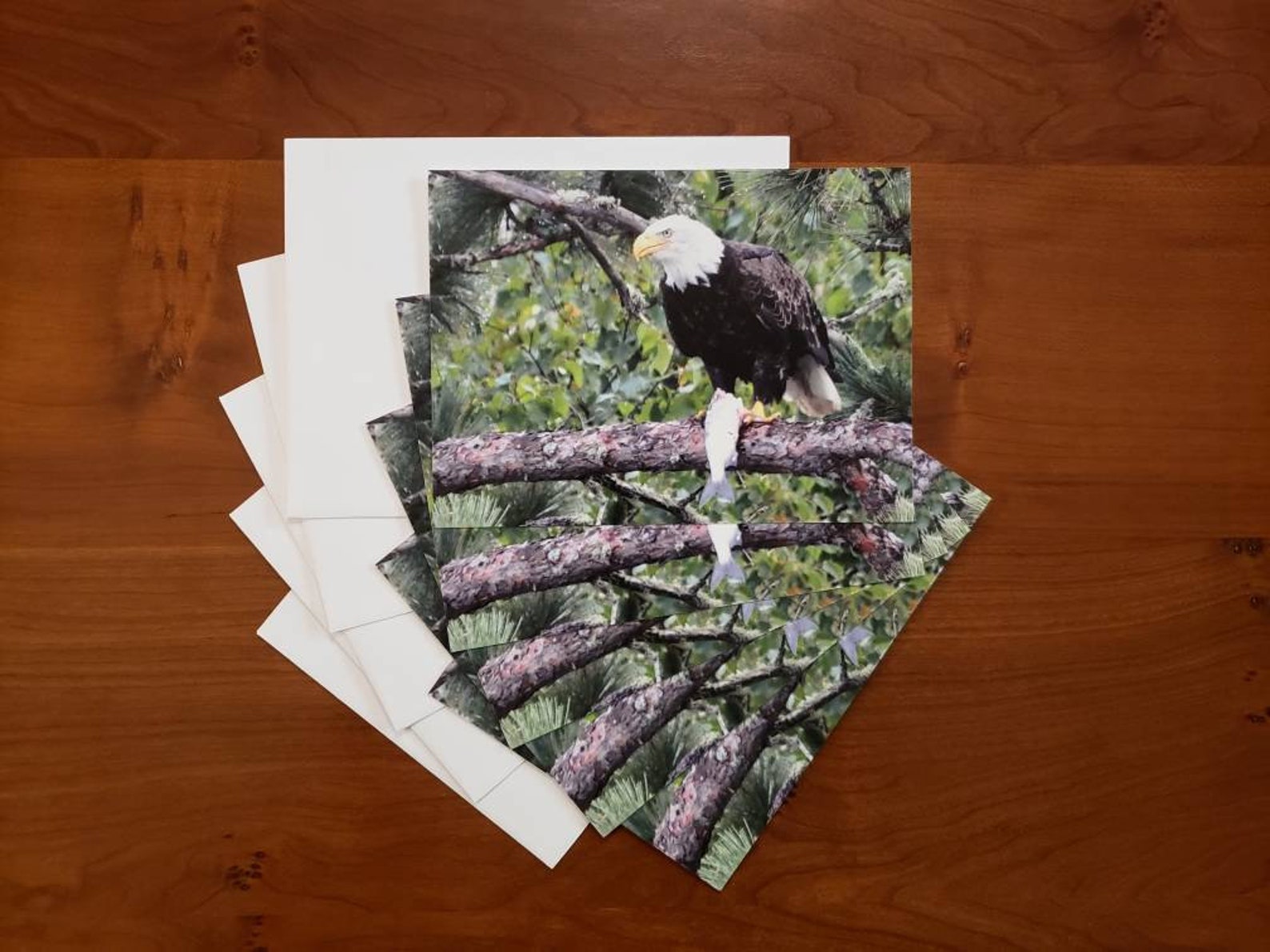 Animal Photo Postcards | Set of 5 With Envelopes | Note Card Set ...