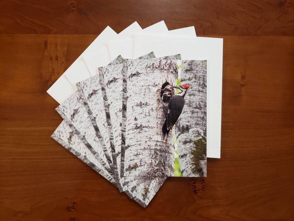 Animal Photo Postcards | Set of 5 With Envelopes | Note Card Set ...