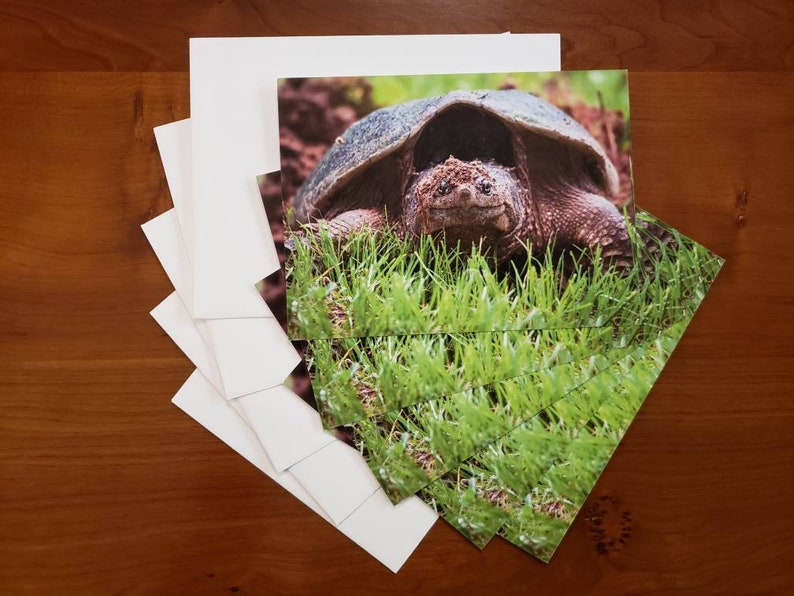 Animal Photo Postcards | Set of 5 With Envelopes | Note Card Set ...
