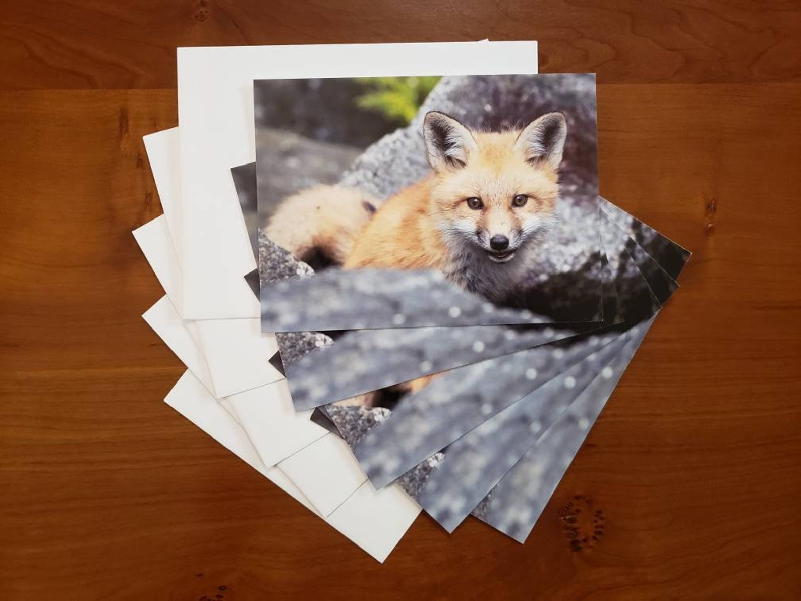 Animal Photo Postcards | Set of 5 With Envelopes | Note Card Set ...