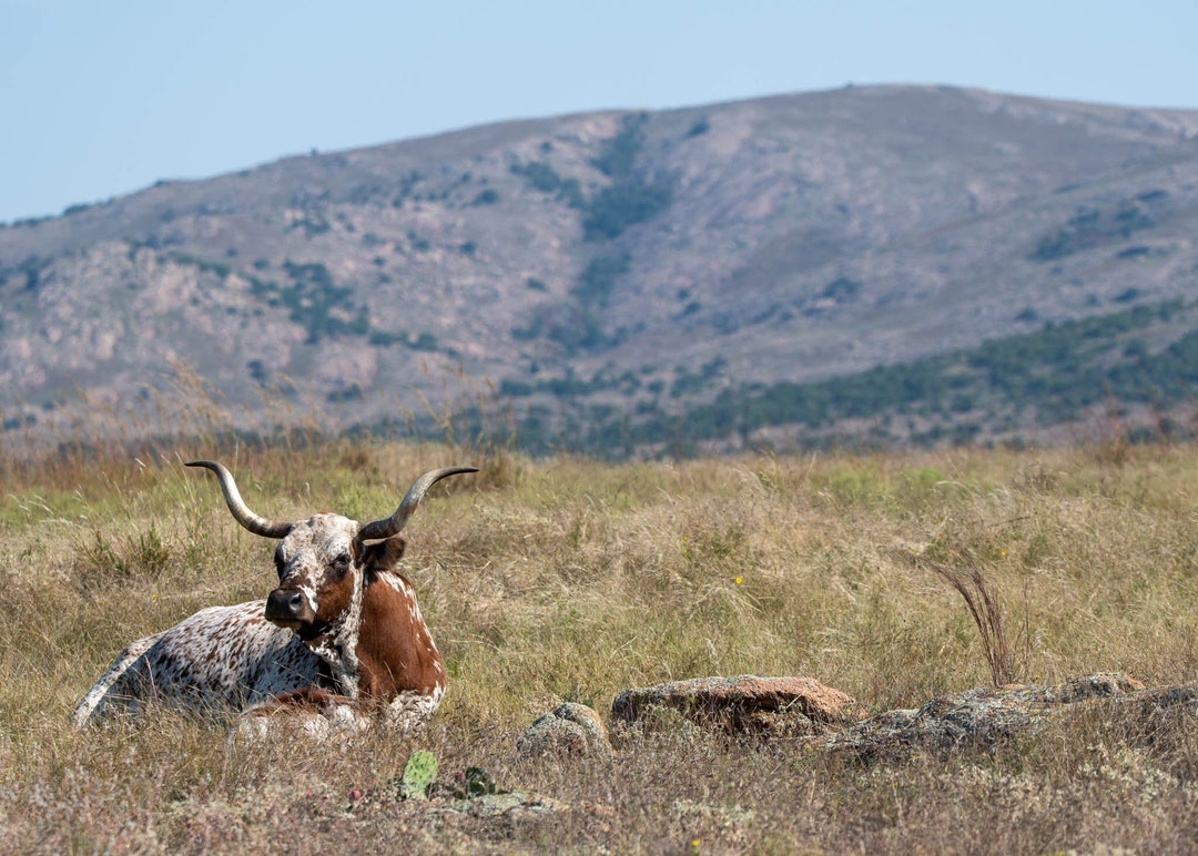 Longhorn Photo Print | Metal Photo Print | Longhorn Gift | Longhorn ...