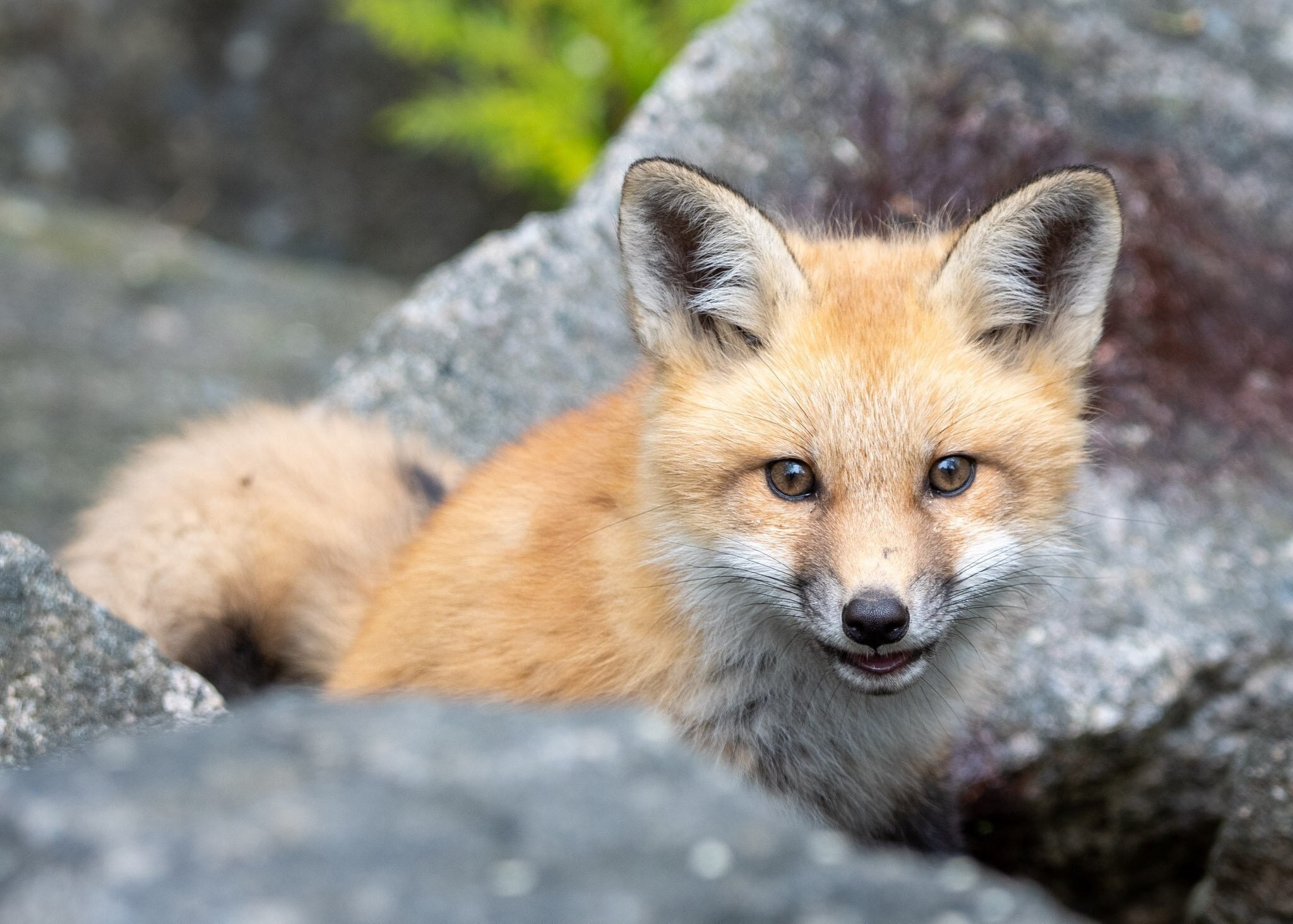 Cute Baby Fox Photo Print | Metal Photo Print | Fox Gift | Fox Lover ...