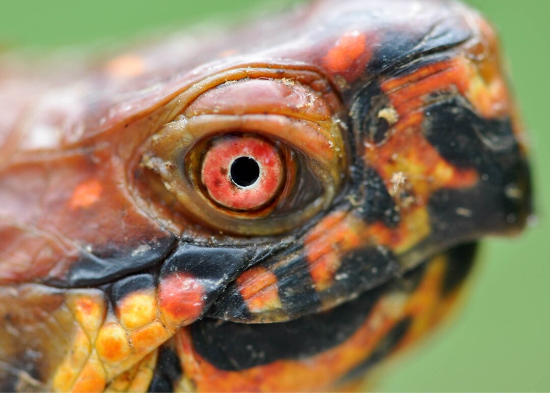 Eye of the Turtle Photo Print | Metal Photo Print | Turtle Gift ...