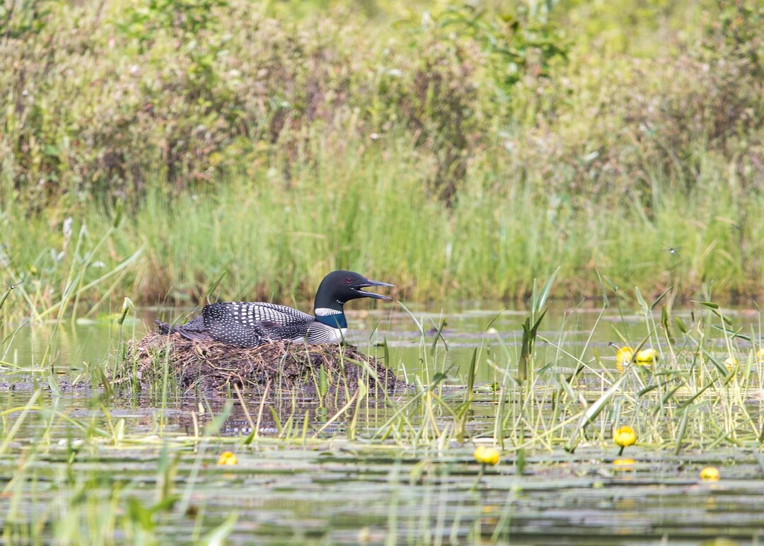 Nesting Loon Photo Print | Metal Photo Print | Loon Gift | Bird Lover ...