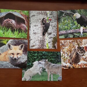 Animal Photo Postcards | Set of 5 With Envelopes | Note Card Set ...