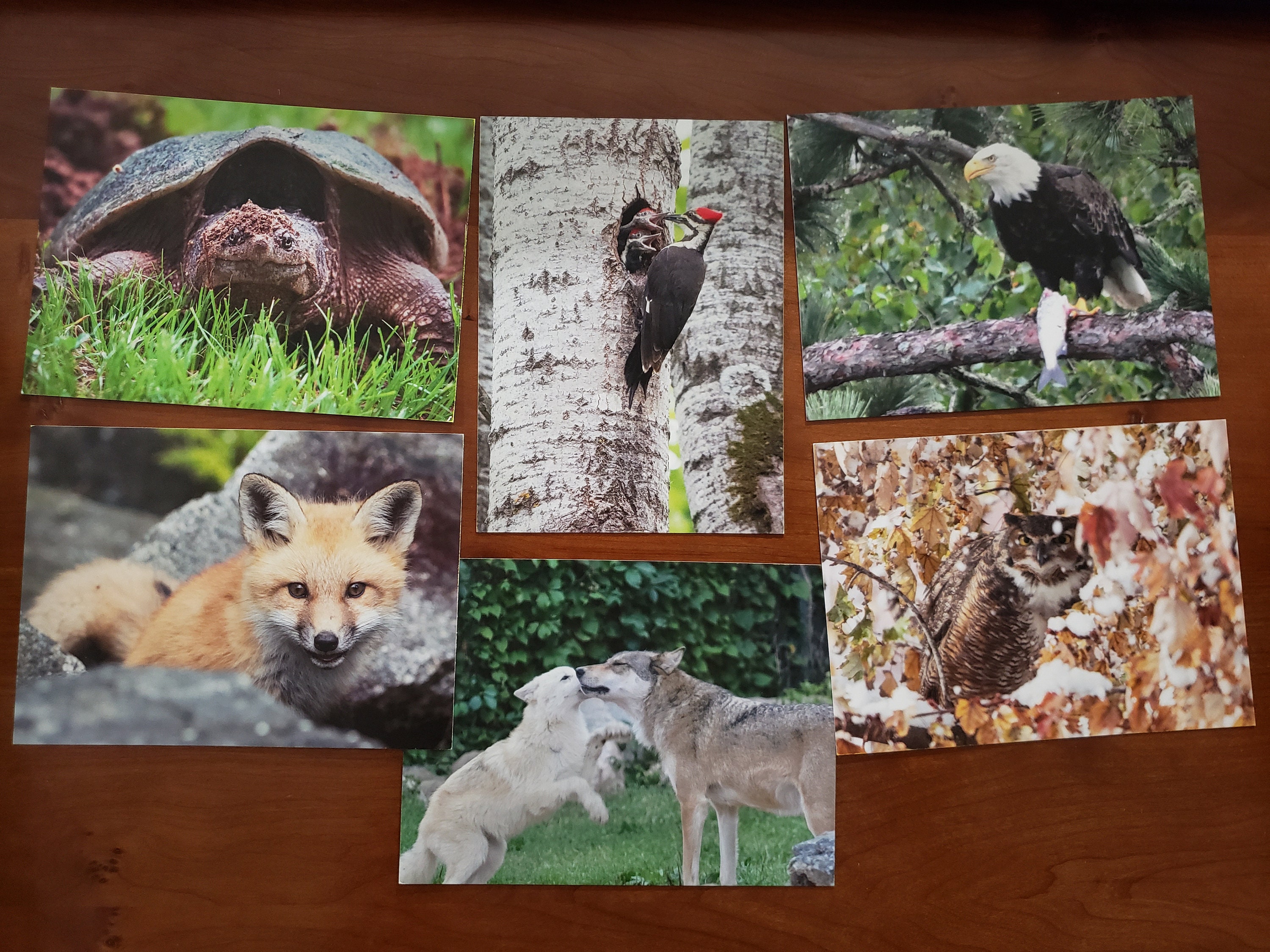 Animal Photo Postcards | Set of 5 With Envelopes | Note Card Set ...