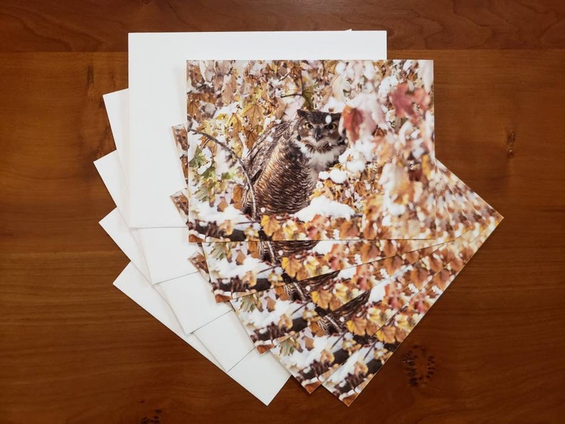 Animal Photo Postcards | Set of 5 With Envelopes | Note Card Set ...