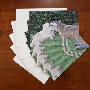 Animal Photo Postcards | Set of 5 With Envelopes | Note Card Set ...