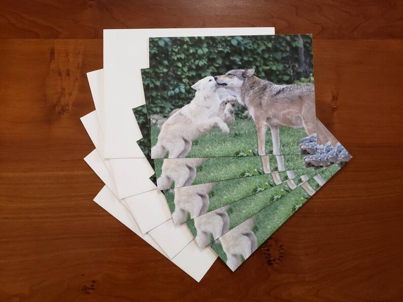 Animal Photo Postcards | Set of 5 With Envelopes | Note Card Set ...