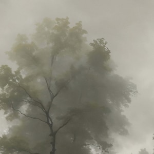 Muted Forest Wallpaper - Etsy