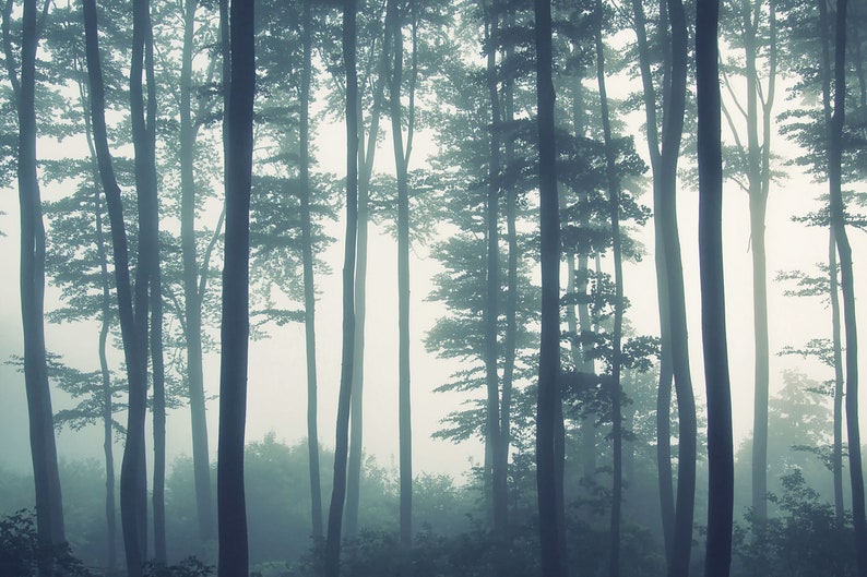 Forest Wallpaper Moody and Atmospheric Tree Wallpaper - Etsy