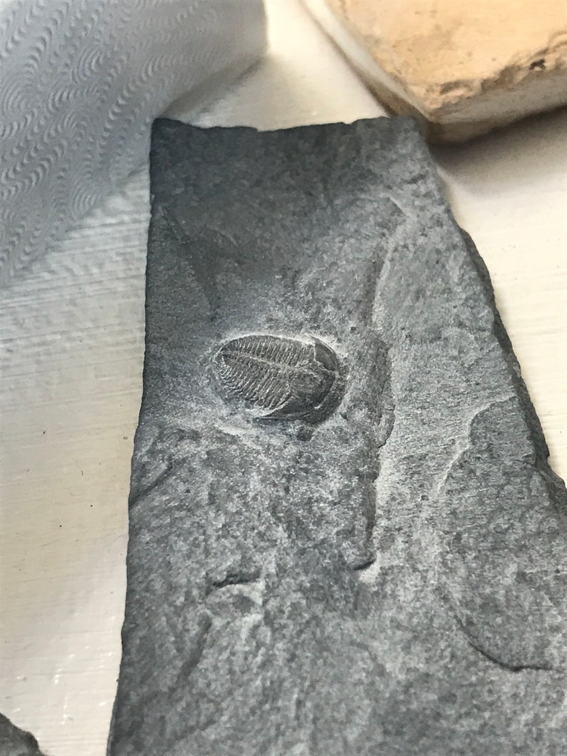 FOSSILS and ARROWHEADS Trilobites and Bony Fish - Etsy