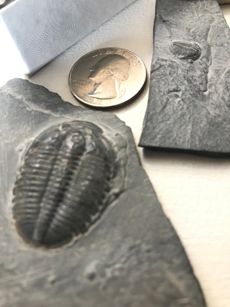 FOSSILS and ARROWHEADS Trilobites and Bony Fish - Etsy