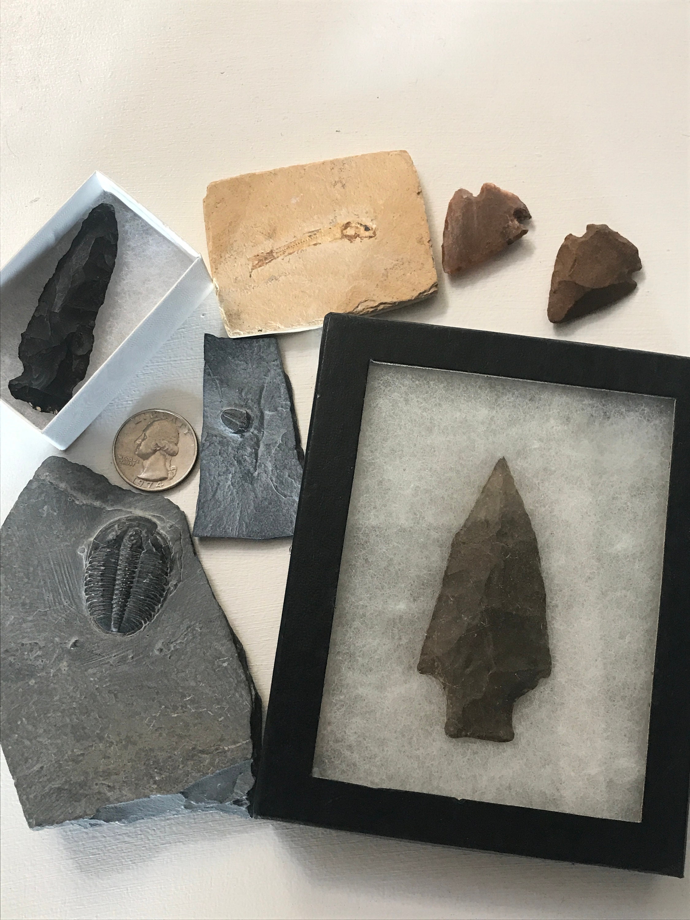 FOSSILS and ARROWHEADS Trilobites and Bony Fish - Etsy