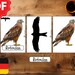 BIRDS OF PREY Flashcards With FLIGHT SILHOUETTES | Montessori ...