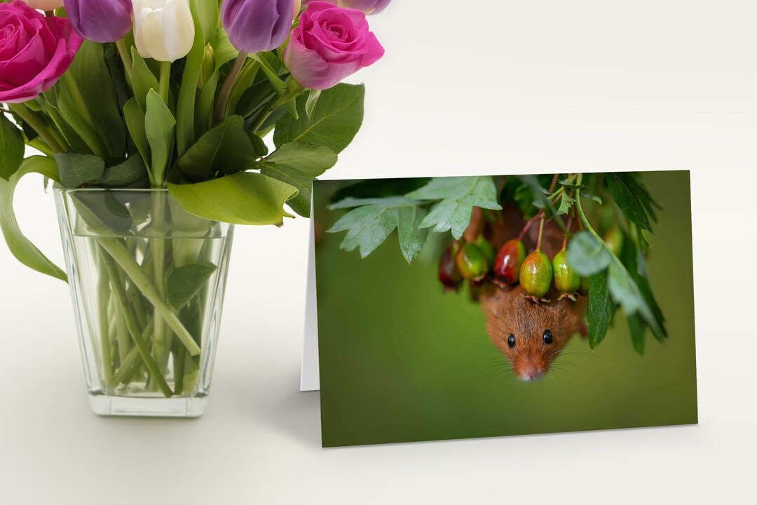 Harvest Mouse Greeting Cards, Mouse Cards, Blank Cards, Handmade Cards ...