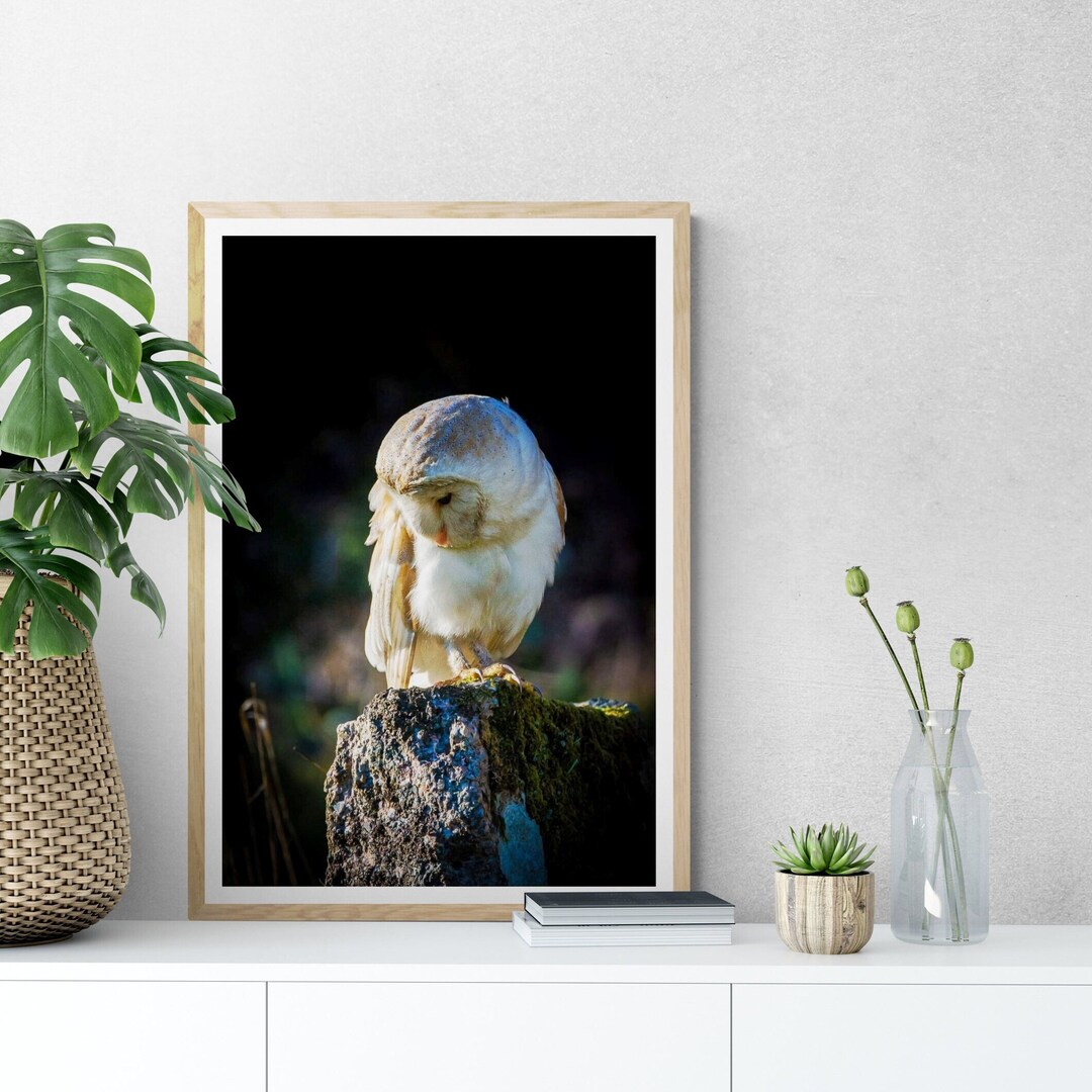 Barn Owl Print, Wall Art, Lake District, Unframed Print, Lake District ...