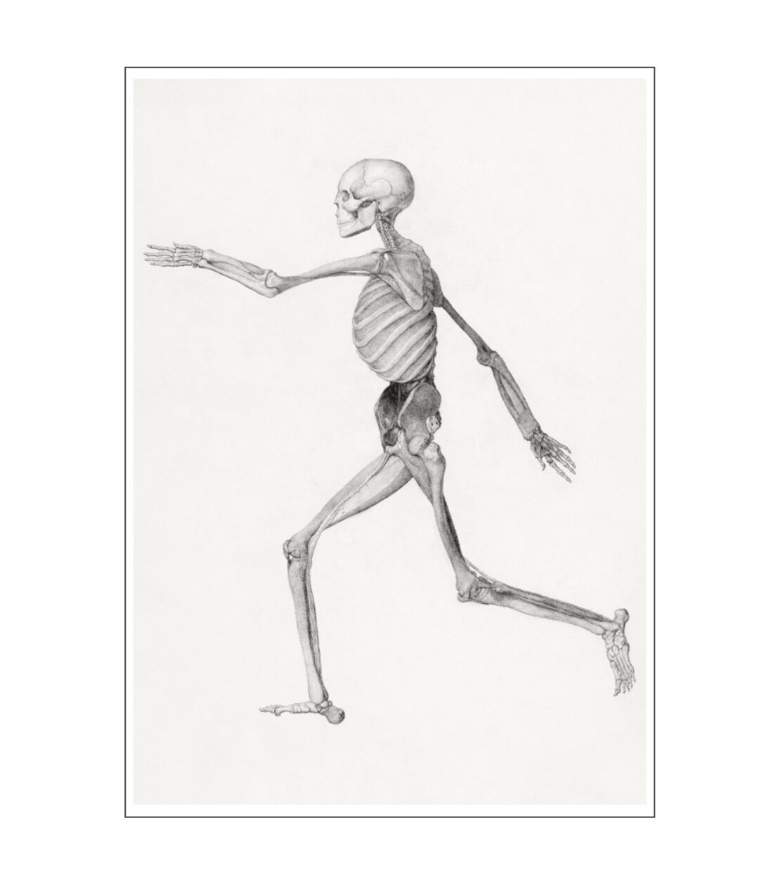 Original Vintage Skeleton Side Profile Print | Anatomy - Etsy