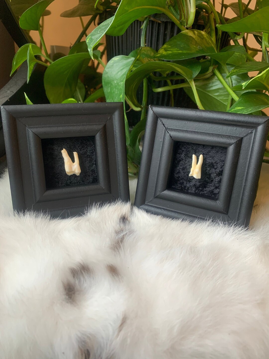 Small Black Frames With Unique Goats Teeth - Etsy