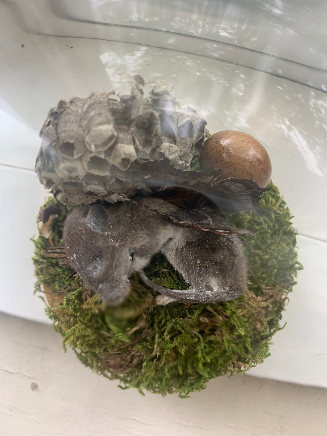 Rat Baby Mummy With Butterfly Wings - Etsy