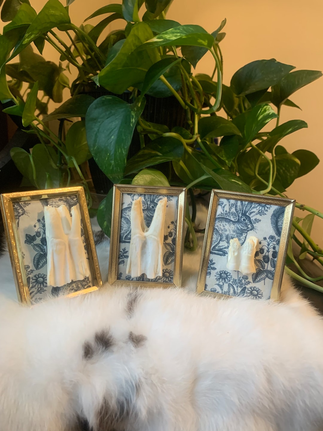 Three Mini Frames Cow Teeth With Whimsical Background - Etsy
