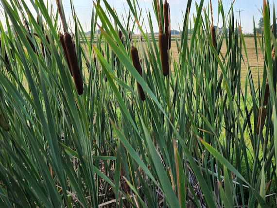 Cattails 2 Live Plant Rooted Starts - Etsy