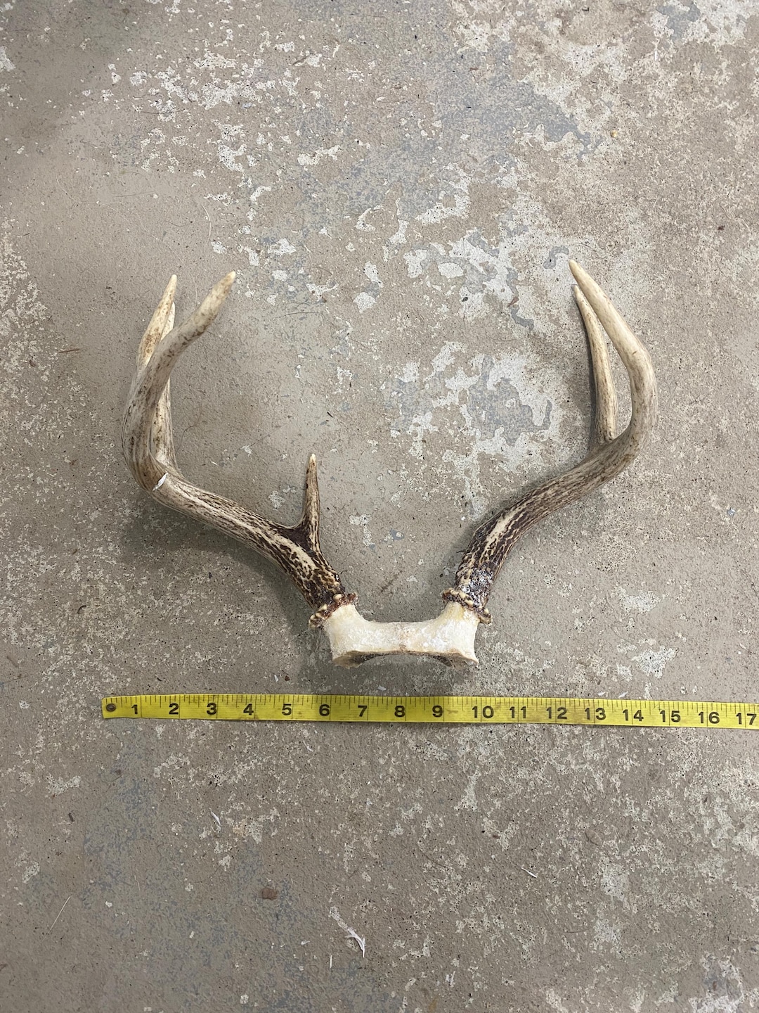 6 Point Whitetail Deer Antlers. Ready to Mount Whitetail Deer Rack for ...