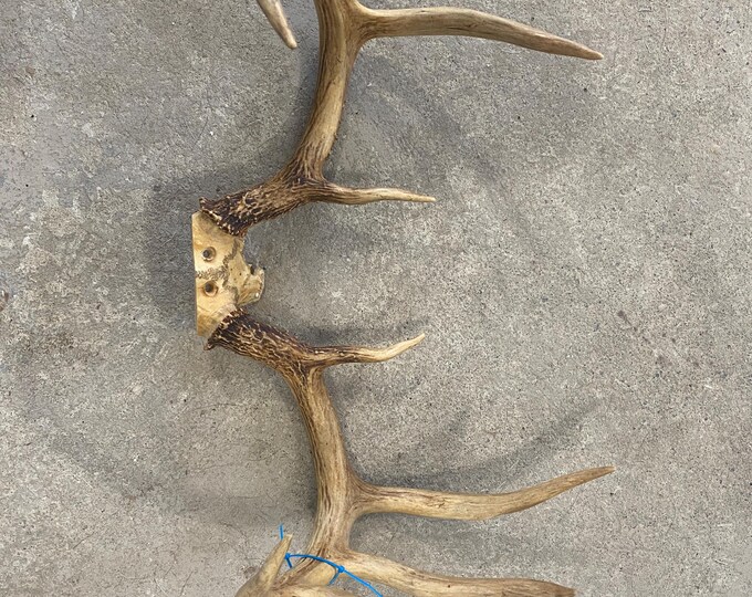 10 Point Whitetail Deer Antlers. Ready to Mount Whitetail Deer Rack for ...