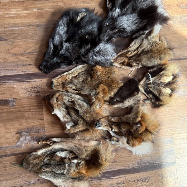 Real Animal Skin - Etsy