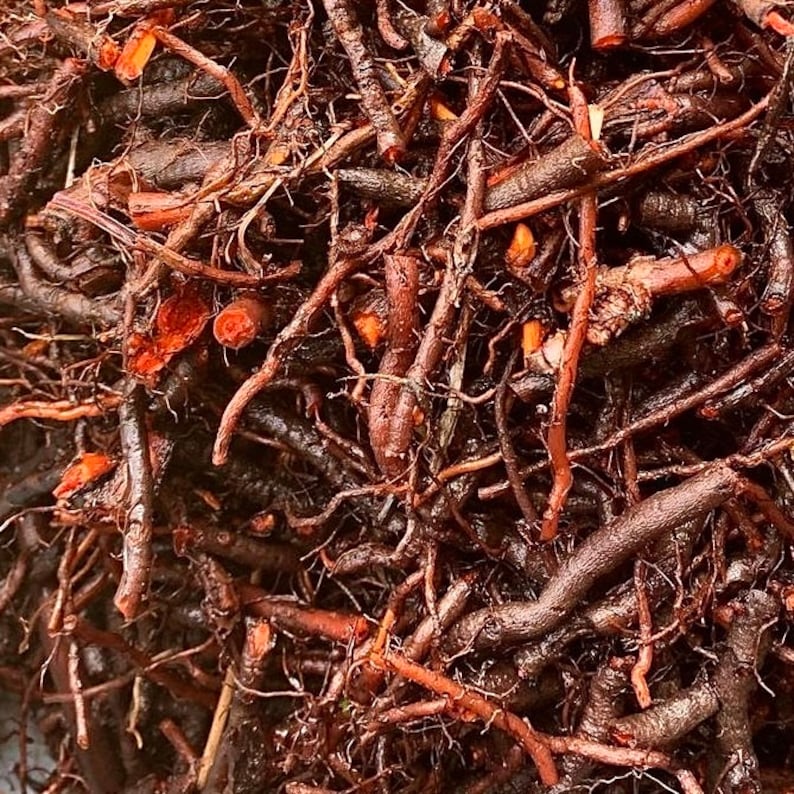 Madder Root Seeds / Natural-dye Plant - Etsy
