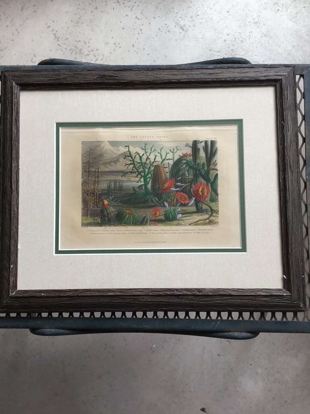 Antique Botanical Lithograph. Well Framed and Matted Antique Blackie ...