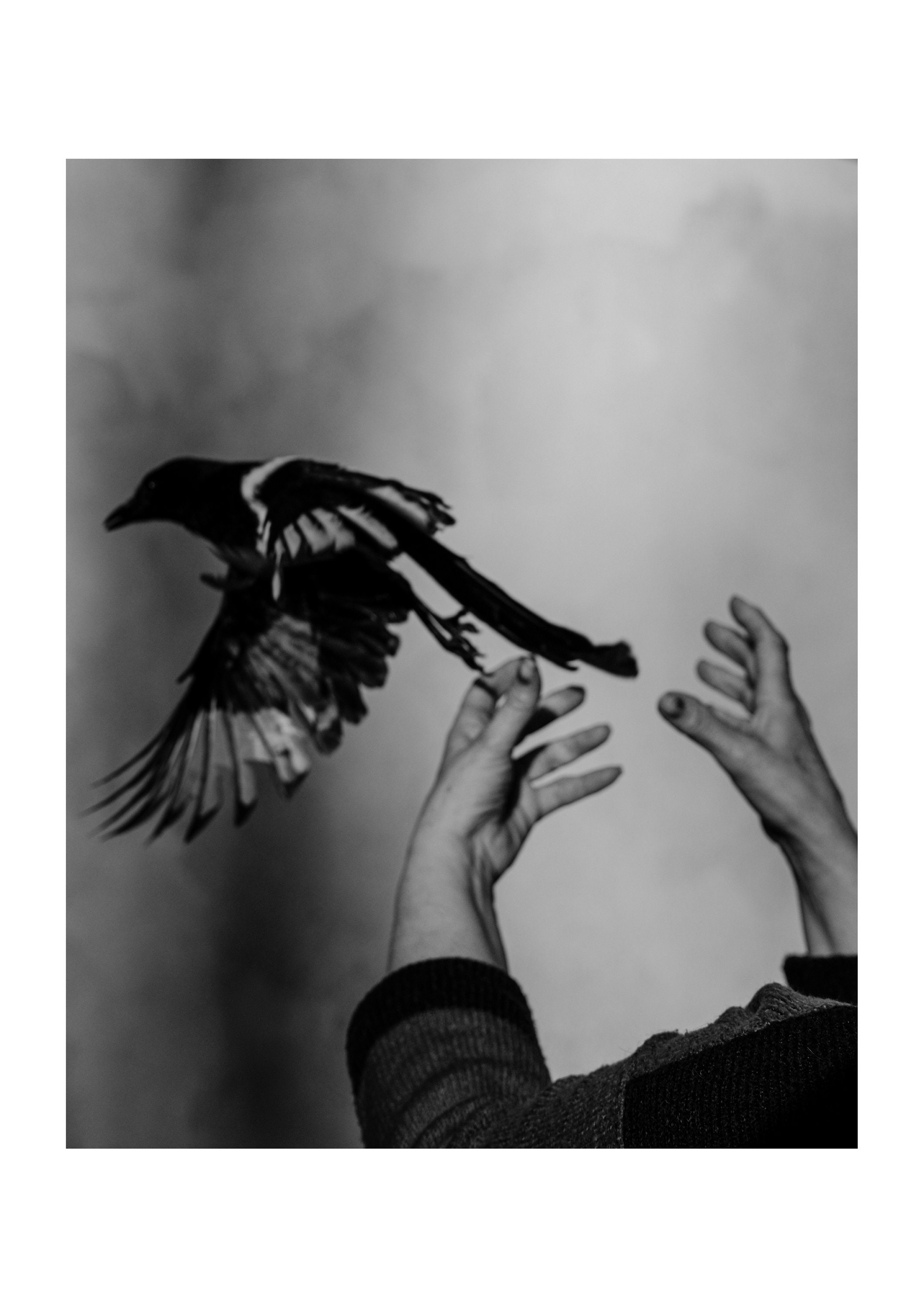 Mum & Magpie Ii /black and White Magpie Print / Original Wall Art ...