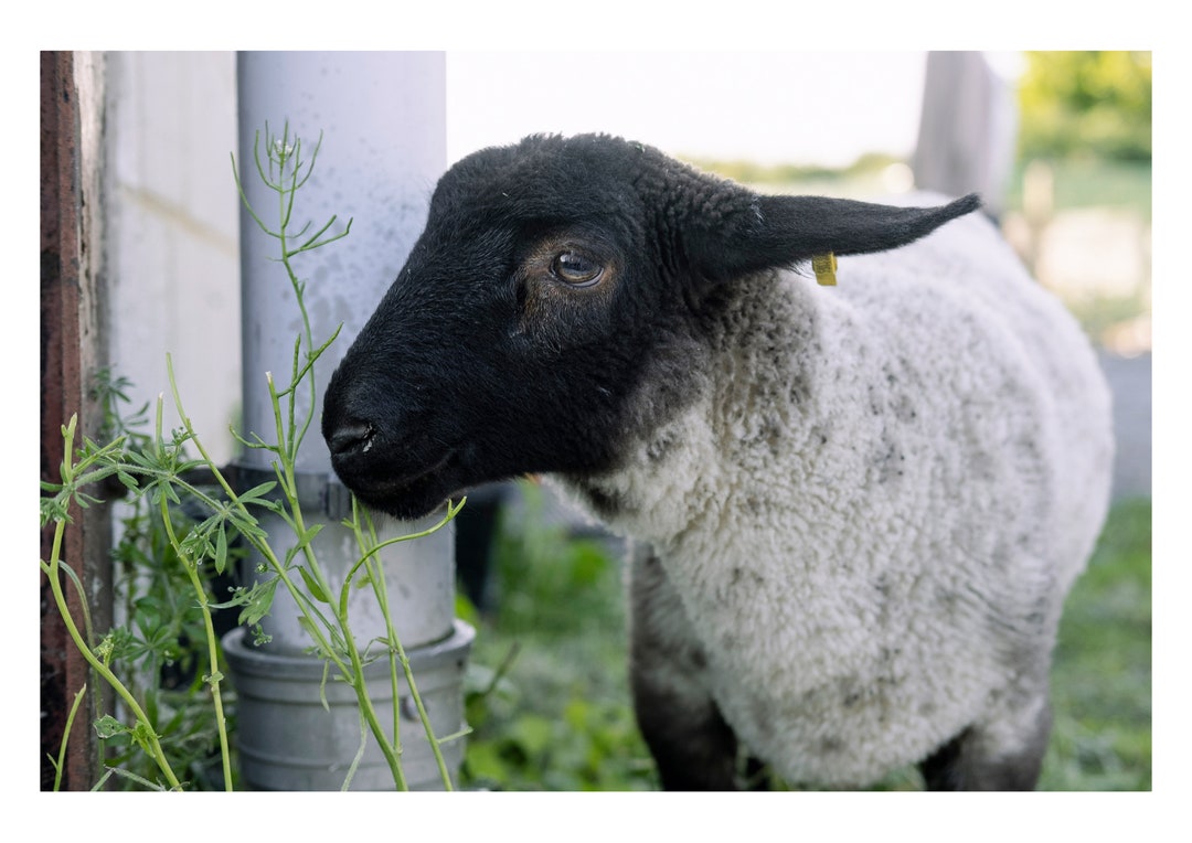 Dibby the Lamb / Conservation Grazing in Croydon - Etsy