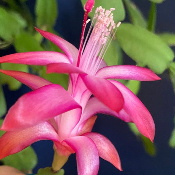 True Christmas Cactus - Etsy