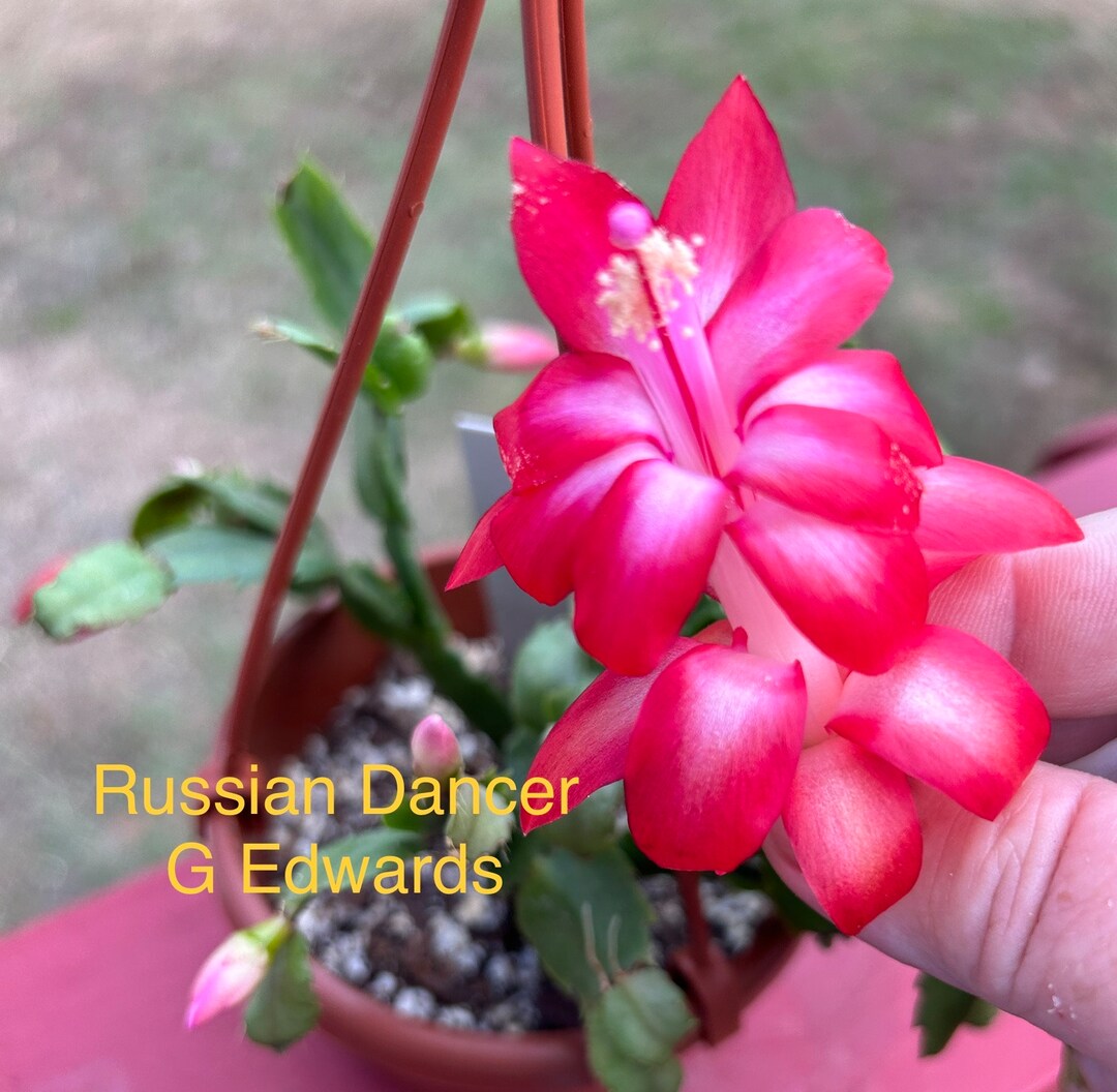 Cuttings 3, Russian Dancer, Thanksgiving Cactus, Schlumbergera Truncata ...
