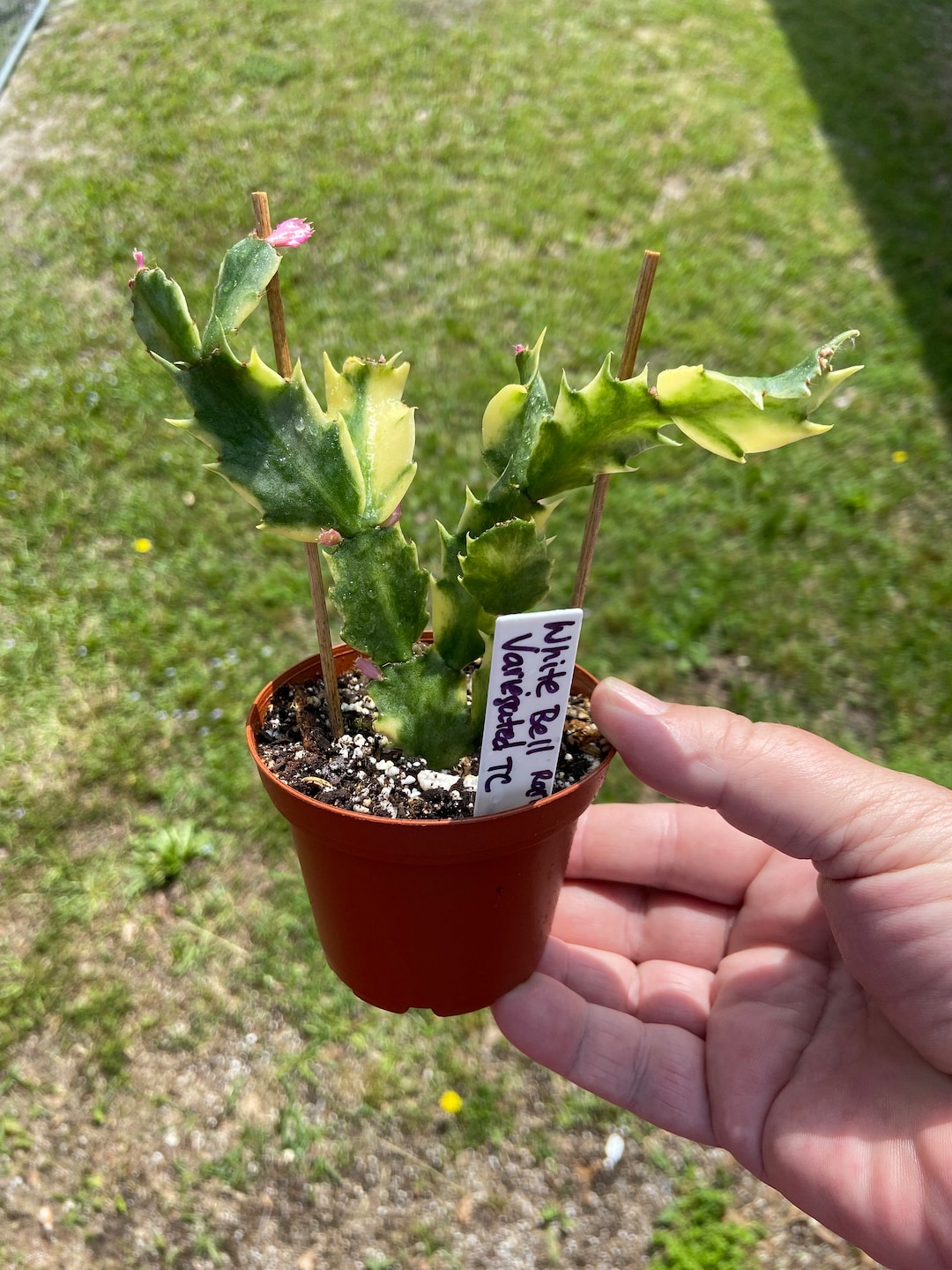 SUPER RARE White Bell Variegated Thanksgiving Cactus - Etsy