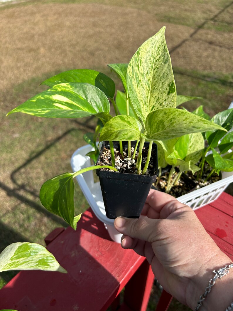 Golden Pothos, Rooted Starter Plant - Etsy