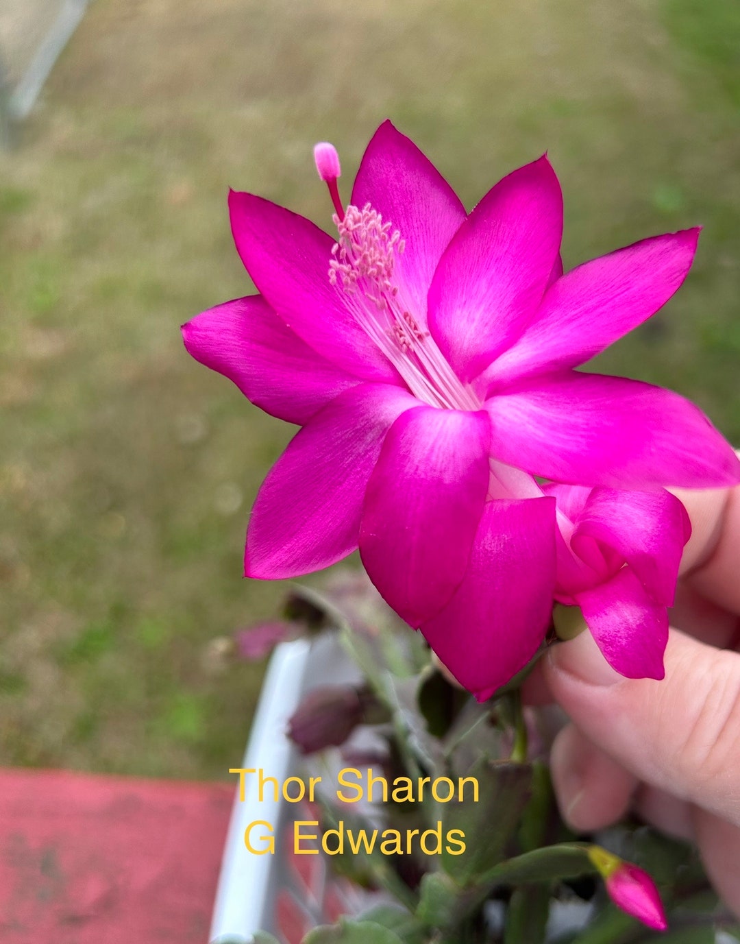 Cuttings 3, Thor Sharon, Thanksgiving Cactus, Schlumbergera Truncata - Etsy
