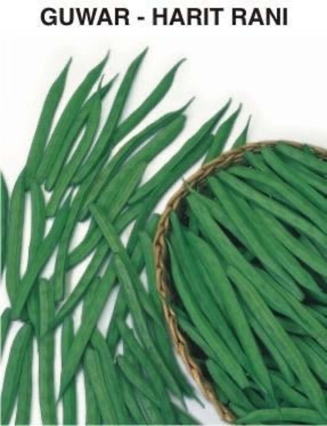 IPS027 - Guwar - Harit Rani - 50 Seeds - Etsy