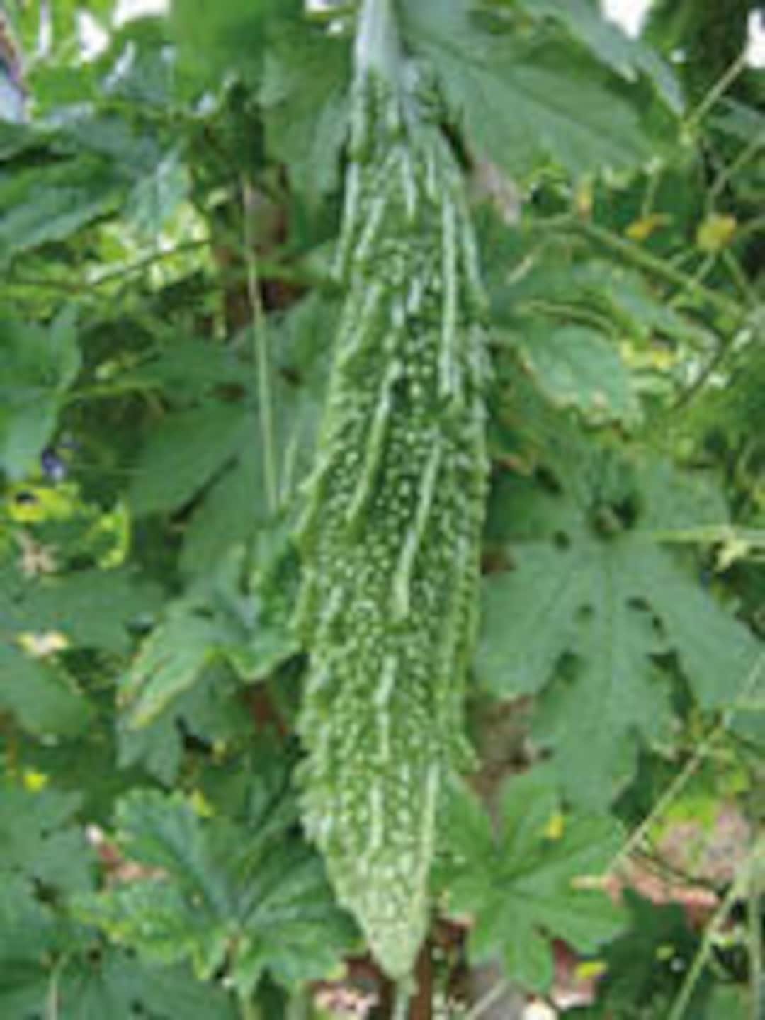 IPS004 - Bitter Gourd / Kakarakaya Seeds - Priyanka - Etsy