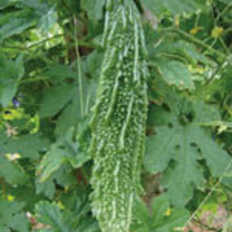 IndianPlantsNSeeds - Etsy